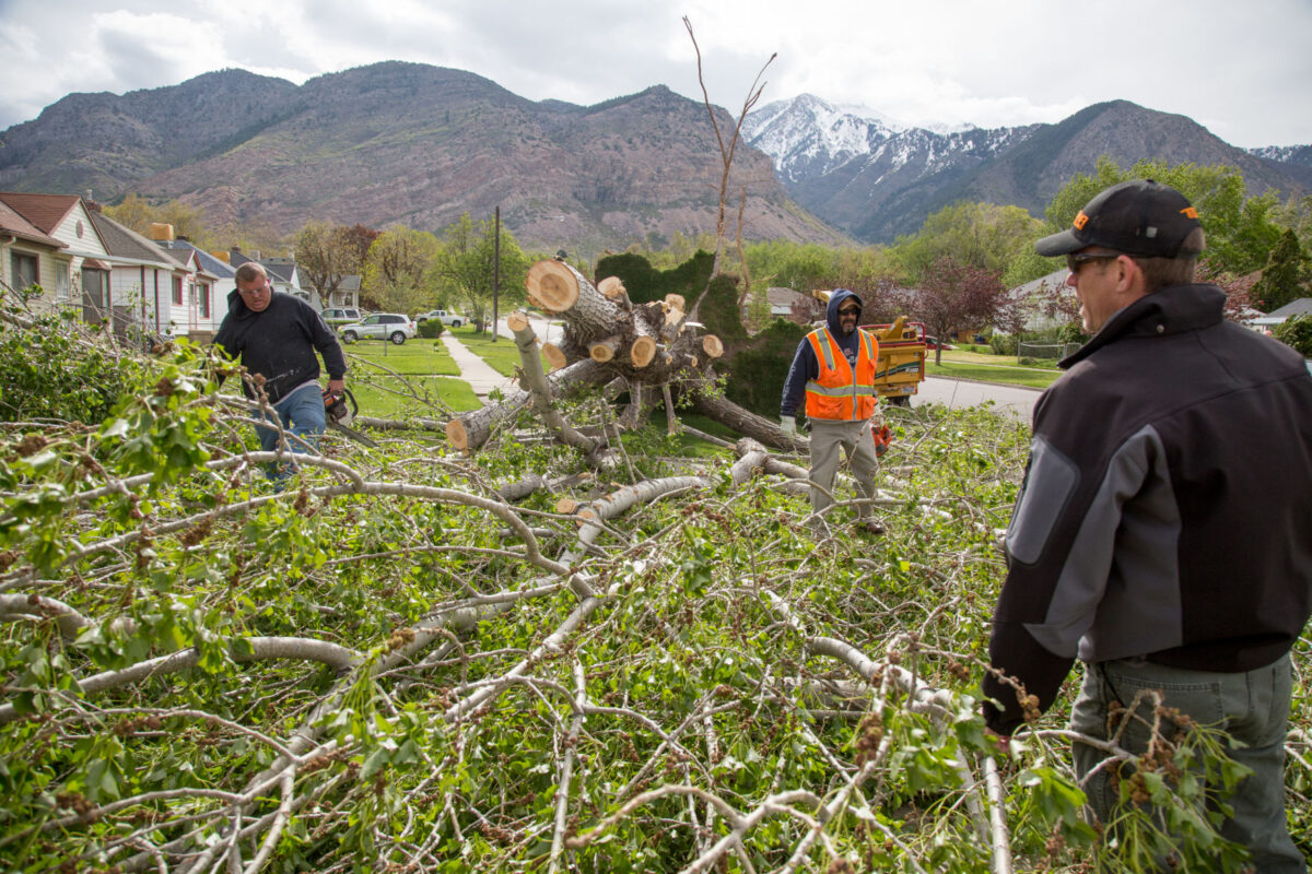 Northern Utah windstorm: Where to take fallen branches, what to expect ...